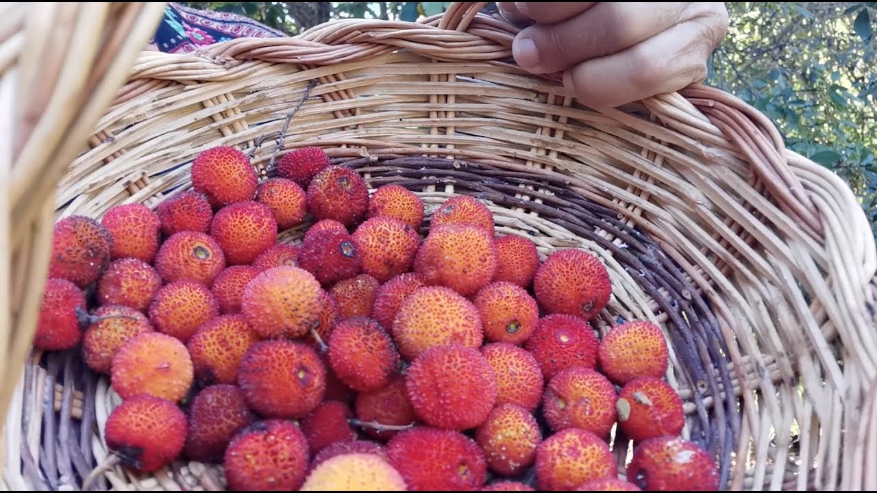 Desolina raccogliendo e mangiando i corbezzoli !!! 😜 ️ - YouTube