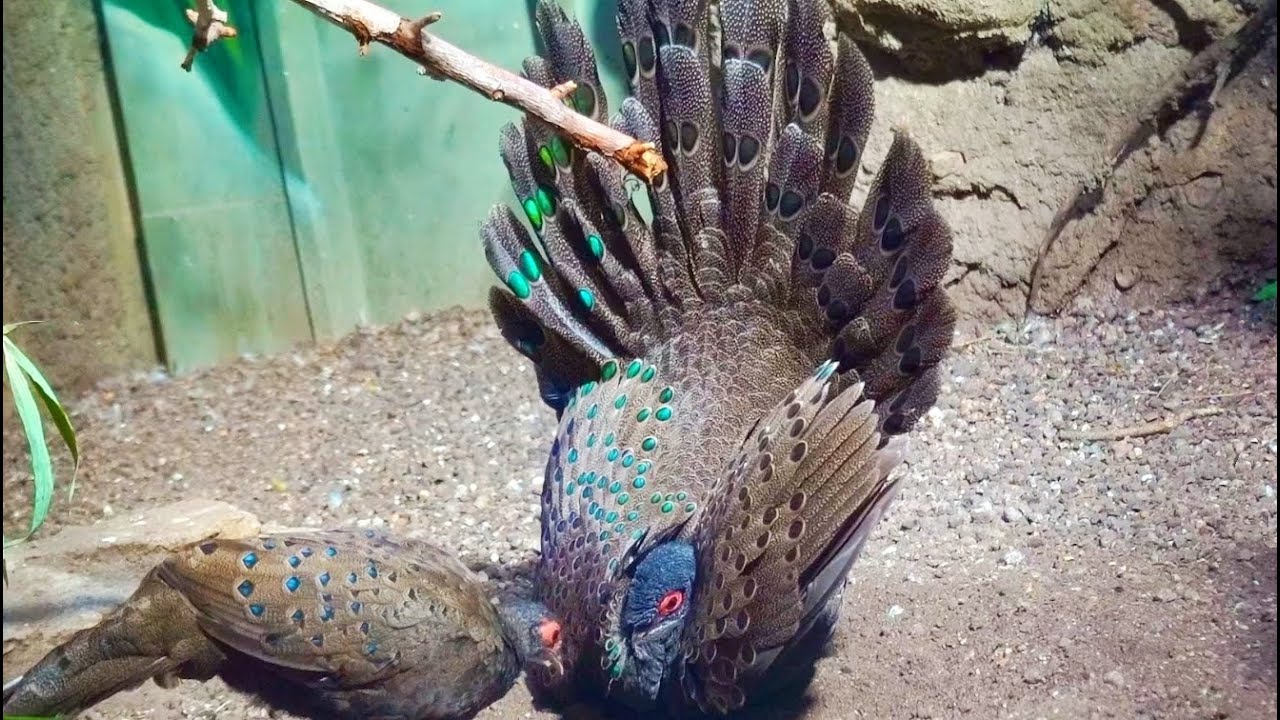 Palawan Pfaufasan beim Balzen Grey Peycock Pheasant Bird Courtship ...