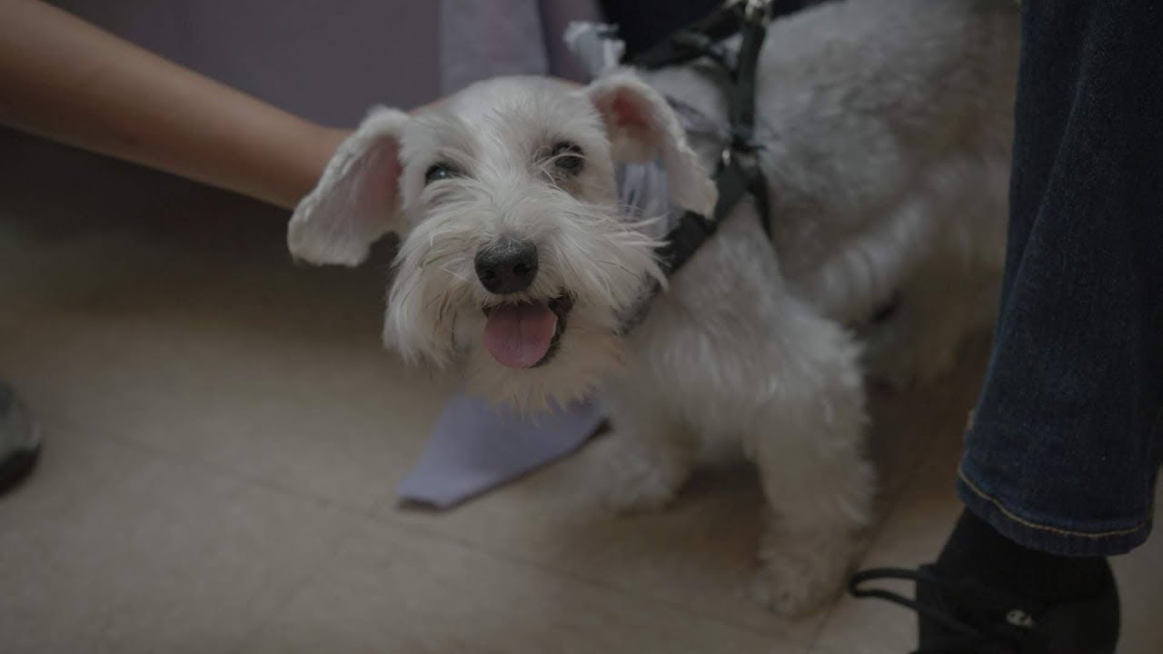 Kiko Dog Rescue Adoption Day Clinic June 23rd! - YouTube