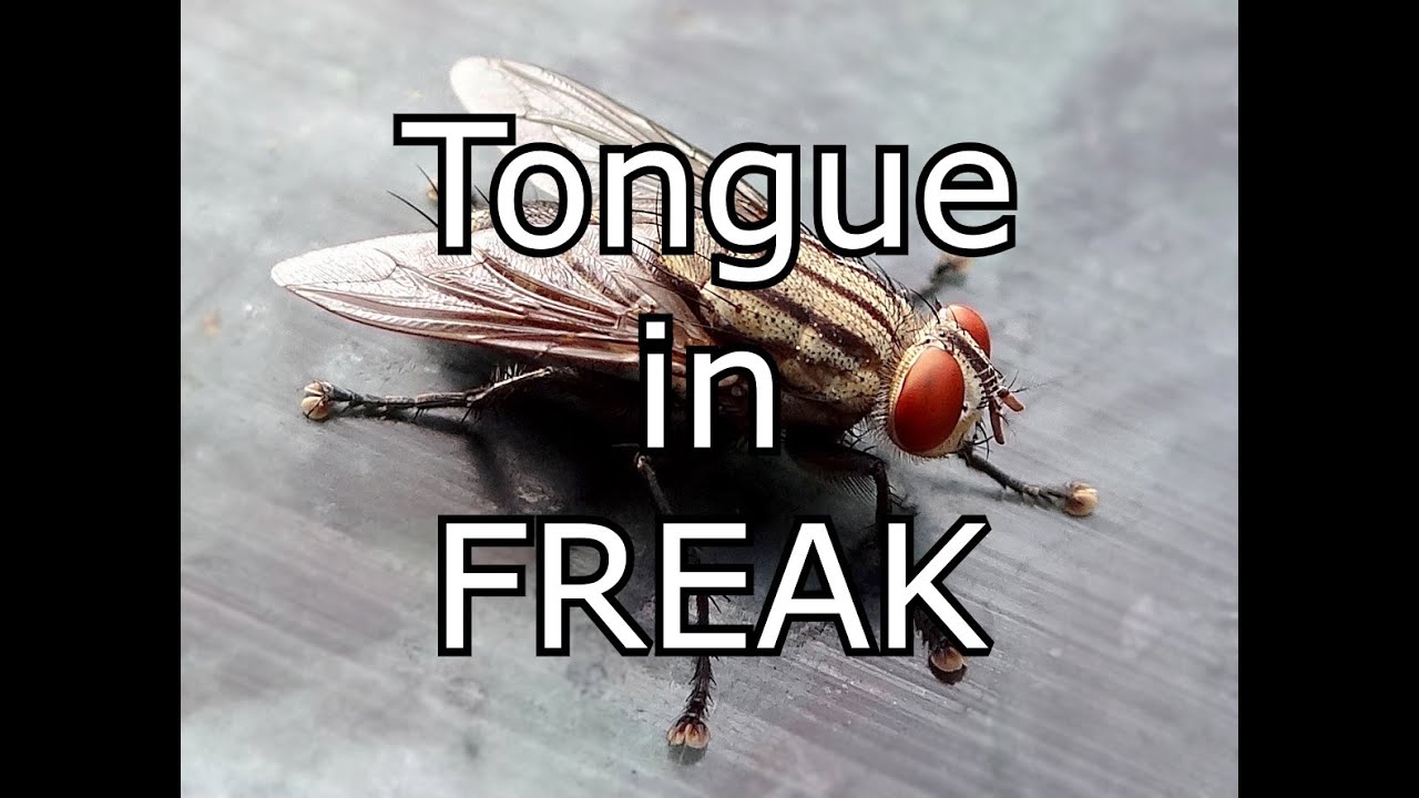 TiG 14 - The Fly (TONGUE IN FREAK) - YouTube