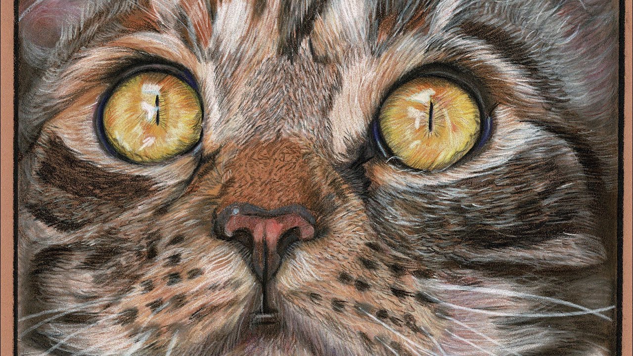 Drawing a cat in coloured pencils … Timelapse . - YouTube