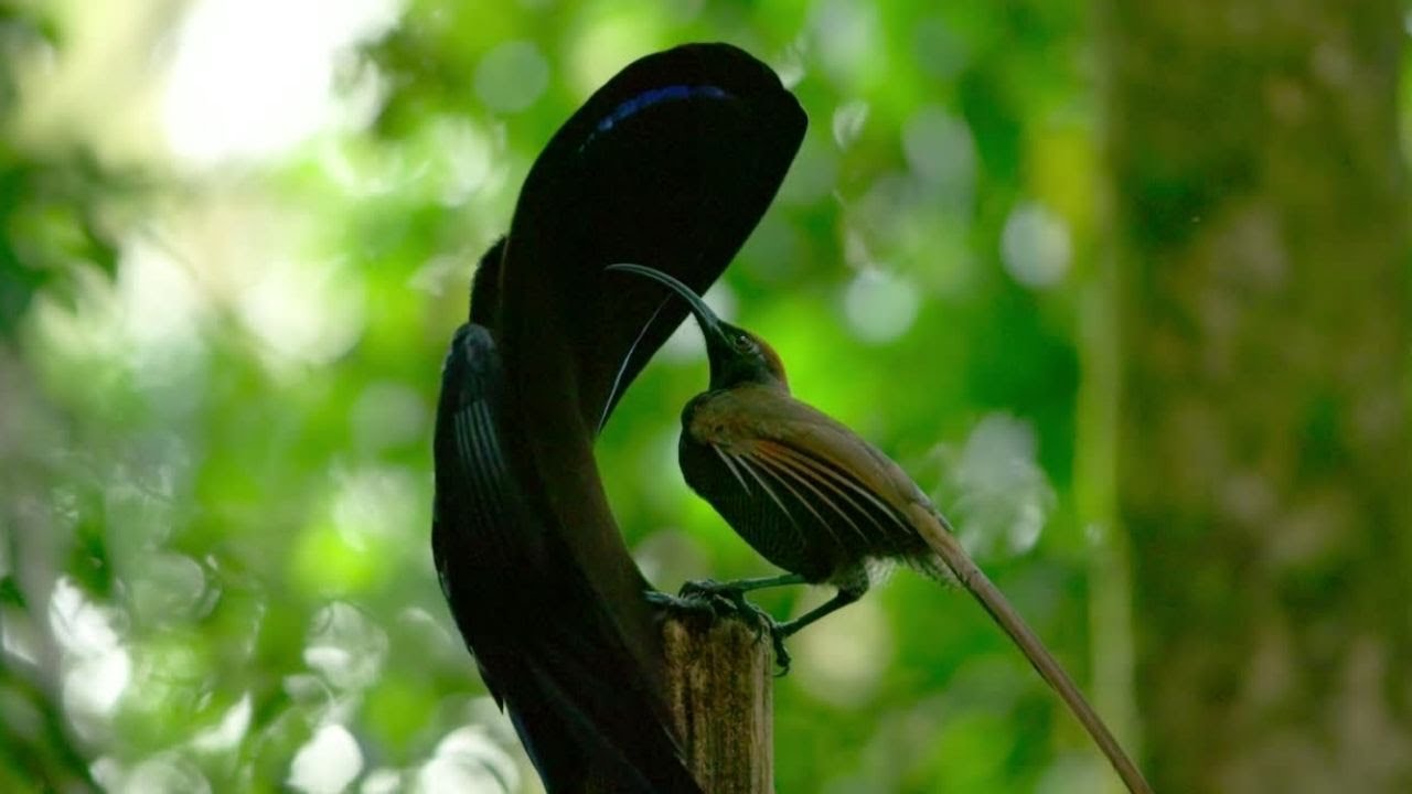 Beautiful Courtship Display of the Black Sicklebill! - YouTube