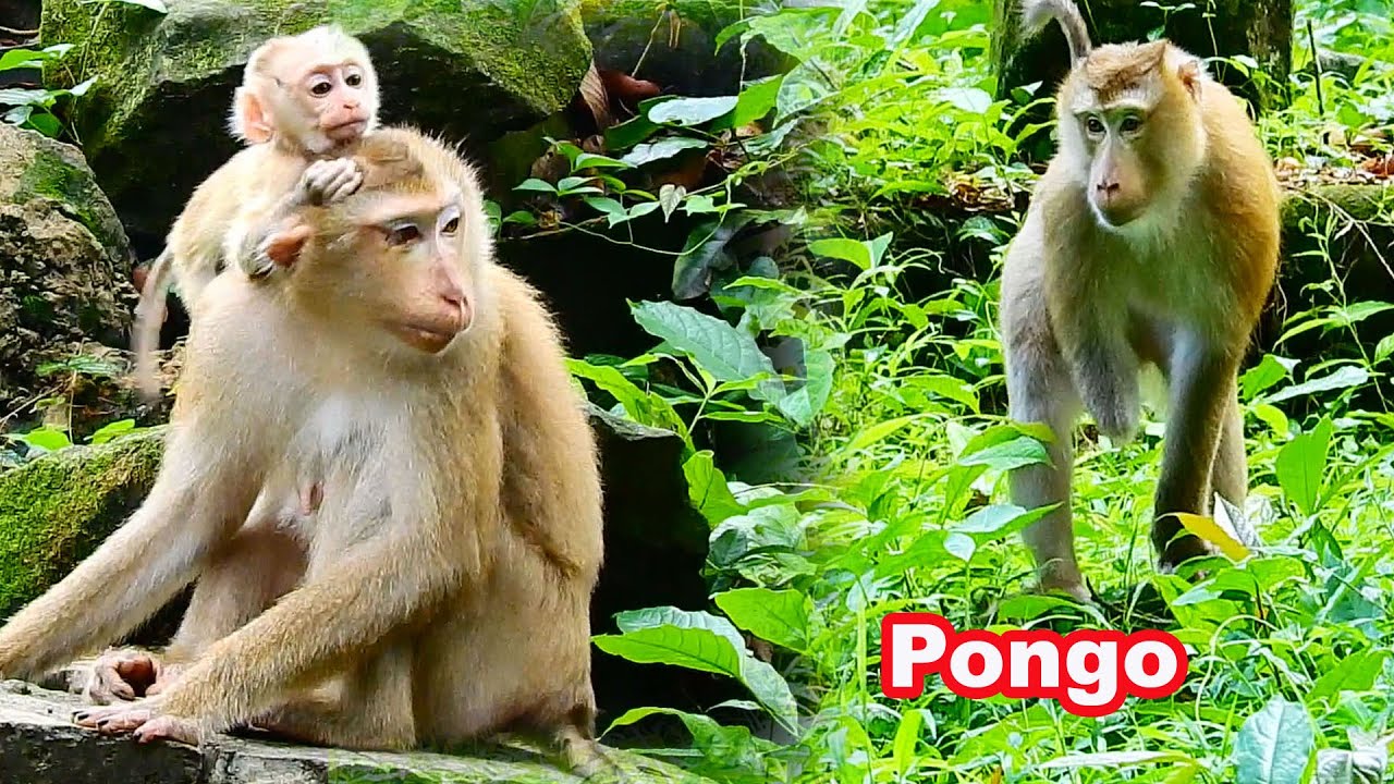 Today Pongo monkey, Daddy of Lucie, visit Sovana Team. Maybe, he find ...