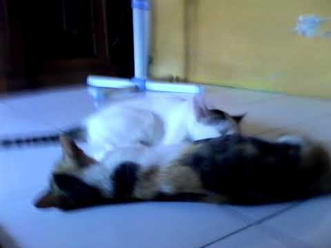 Kucing sudah bujang msih nete sma mamak'a