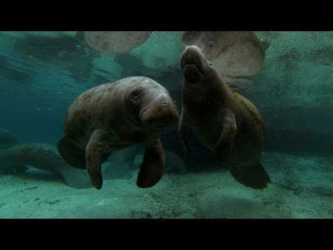 Manatee Protects Her Calf | North America