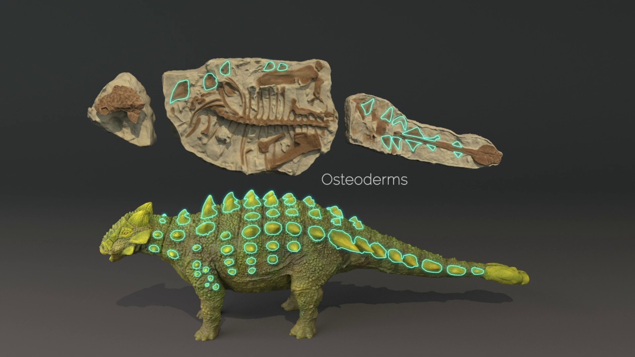 Zuul crurivastator's Life, Death and Fossilization - YouTube