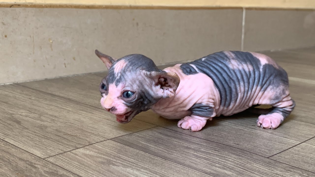 Kobe sphynx kitten meowing because it's hungry and eats the bed sheet ...