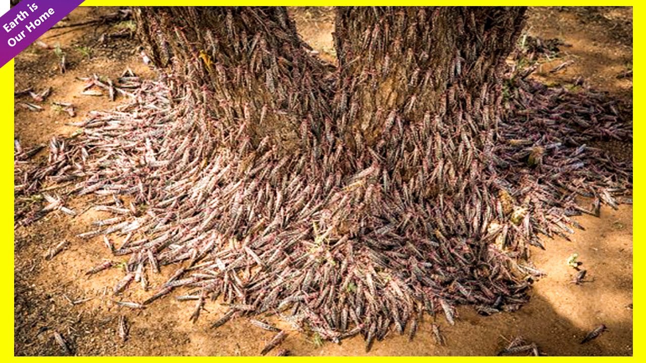 Clouds of voracious locusts roam Africa - Invasion of locusts - YouTube