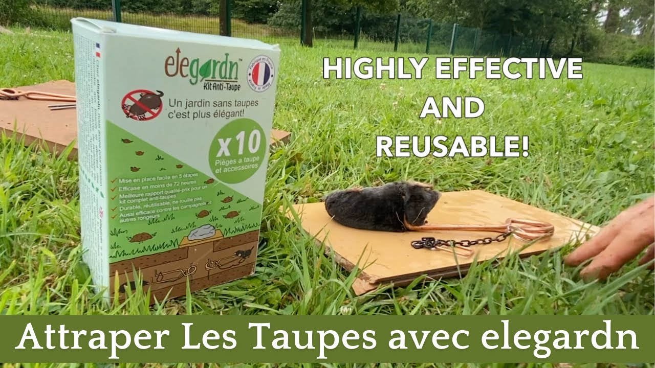 Comment piéger les taupes efficacement avec Piège à Taupe Putange ...