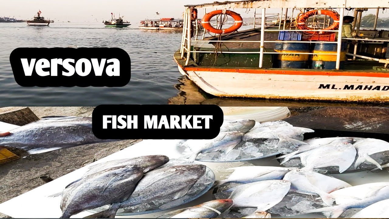 VERSOVA FISH MARKET, WHOLESALE FISH MARKET, MUMBAI FISH MARKET. - YouTube