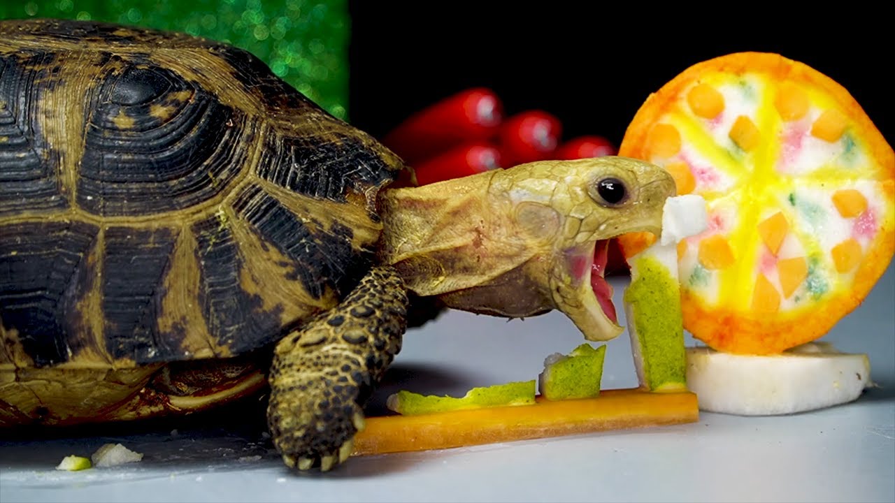 ¿La tortuga come pizza? Alimentar a las tortugas #13 - YouTube