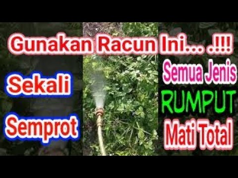 Cara Meracun Rumput Di Malaysia | Vlog Pertanian - YouTube