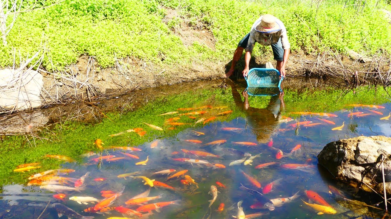 amazing! So Lucky Day catch fish a lot, goldfish, Red fish and other ...