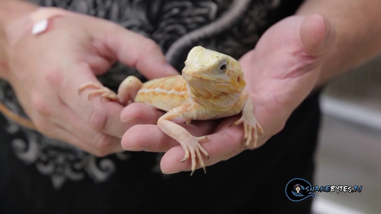 Huge Lizard Attack SnakeBytesTV - YouTube