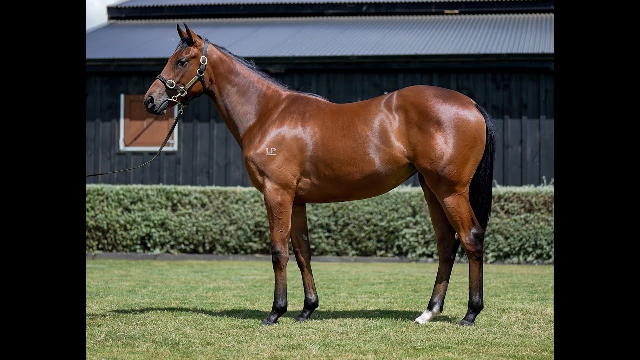 Almanzor x Unbeatable Dancer filly - 2024 Karaka Yearling Sale - YouTube