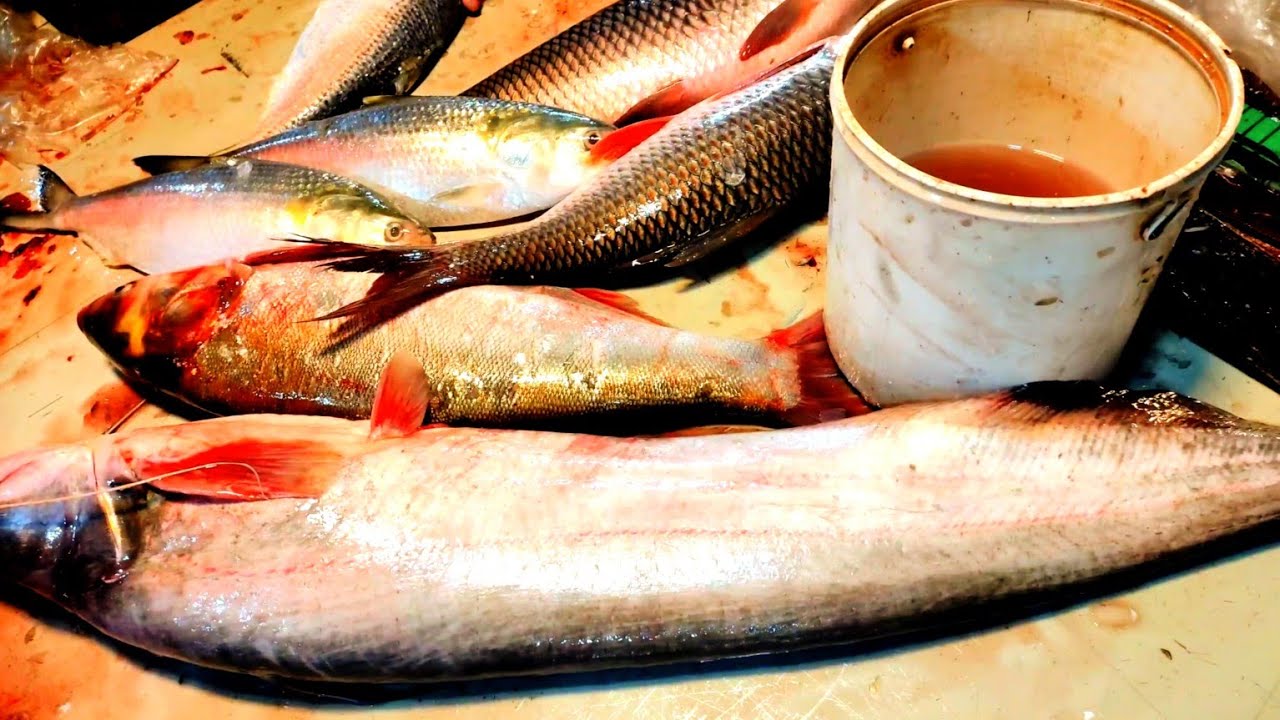 Big boal fish cutting & technique of cleaning | বোয়াল মাছ কাটিং | fish ...