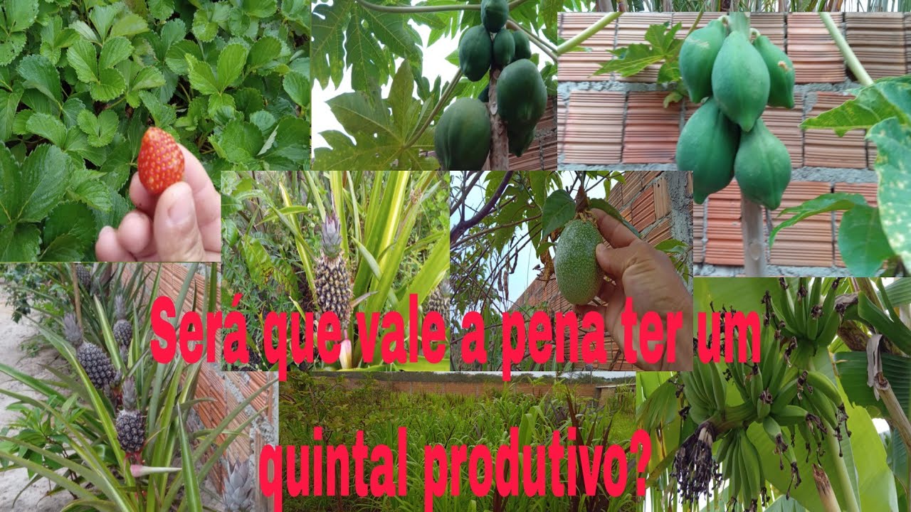 Veja como é bom ter um pomar no quintal de casa, com bastante variedade ...