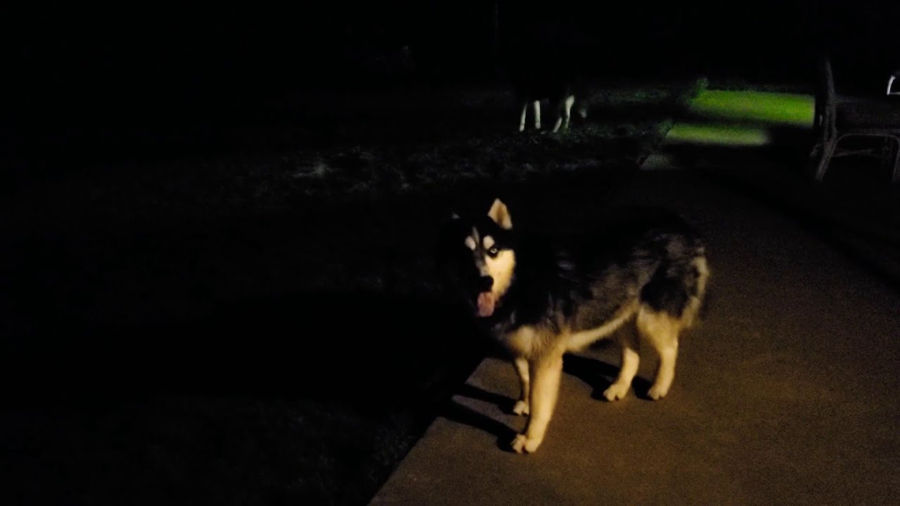 Screaming Coyotes & a Huge Frog - YouTube