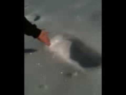 Sasquatch tracks in snow Sunny Slope Washington state February 13th ...