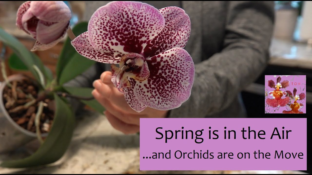 Orchids in Spring | Timing, Signs, Tasks, and Care for Orchids ...