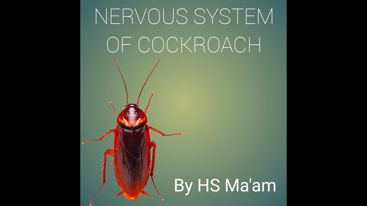 Nervous system of cockroach - YouTube