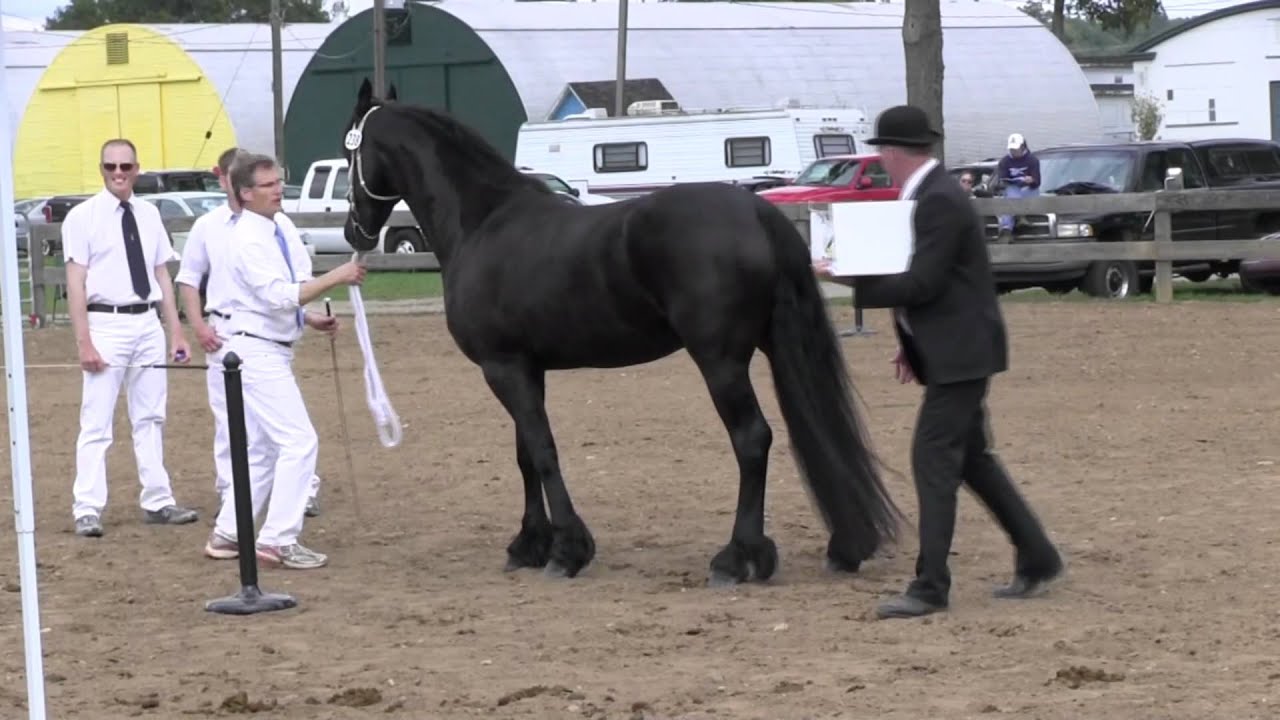 Friesian Horse Keurings ~ by Cally Matherly - YouTube