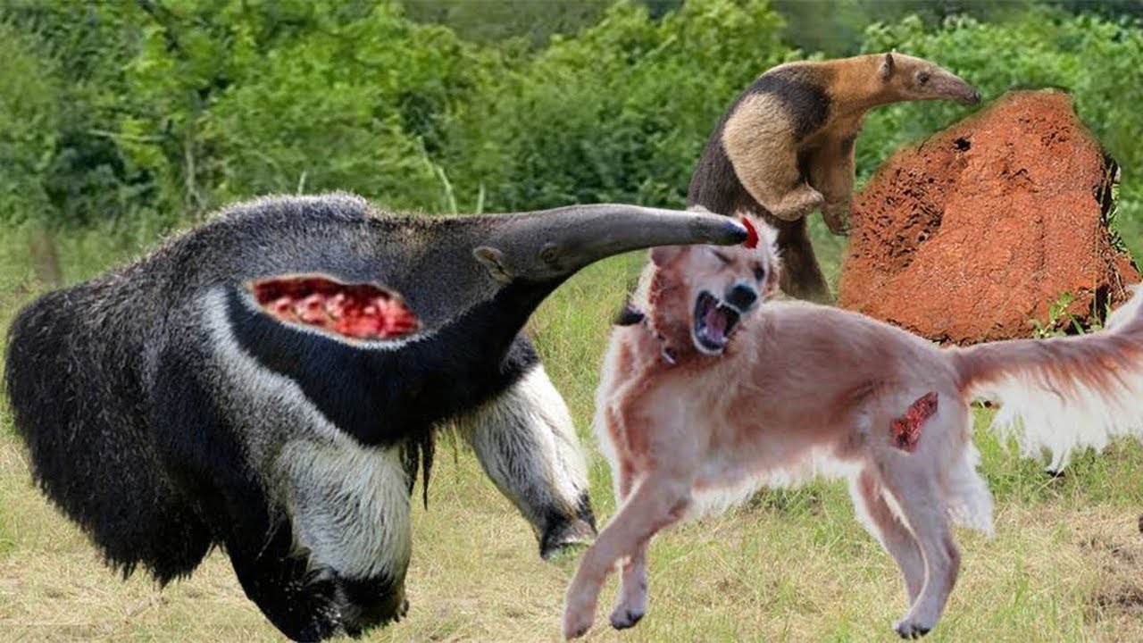The giant anteater rushes into the dog group, anteater vs dog! - YouTube