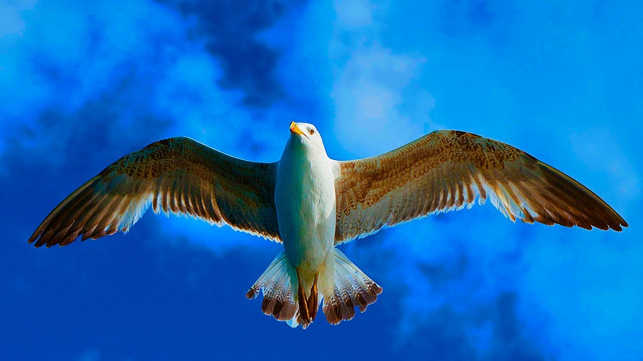 Seagull Sound Effect. Ocean Waves and Beach Sounds with Seagulls for ...