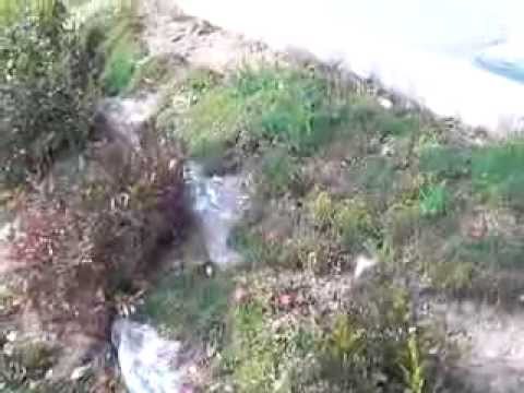 korea hummingbird - YouTube