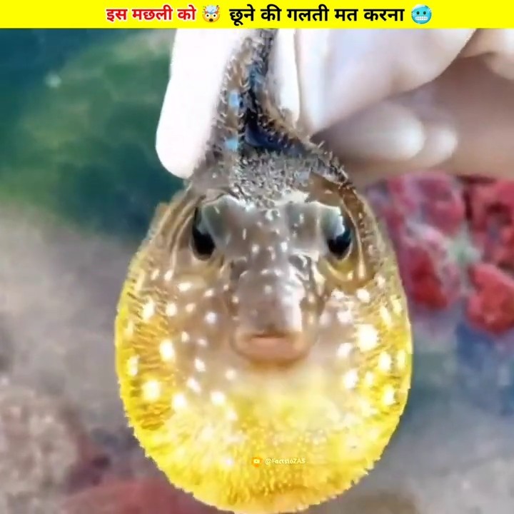 Danger Fish 🤯 the most dangerous fish in the world? - YouTube