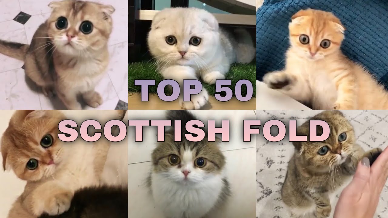 Cute Cats - Scottish Fold Edition Top 50 Cute and Funny Moments - YouTube