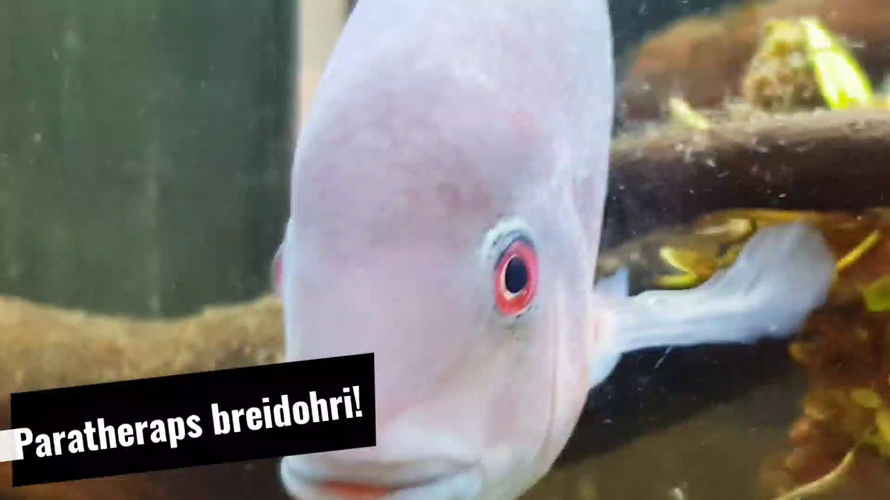 Paratheraps breidohri - YouTube