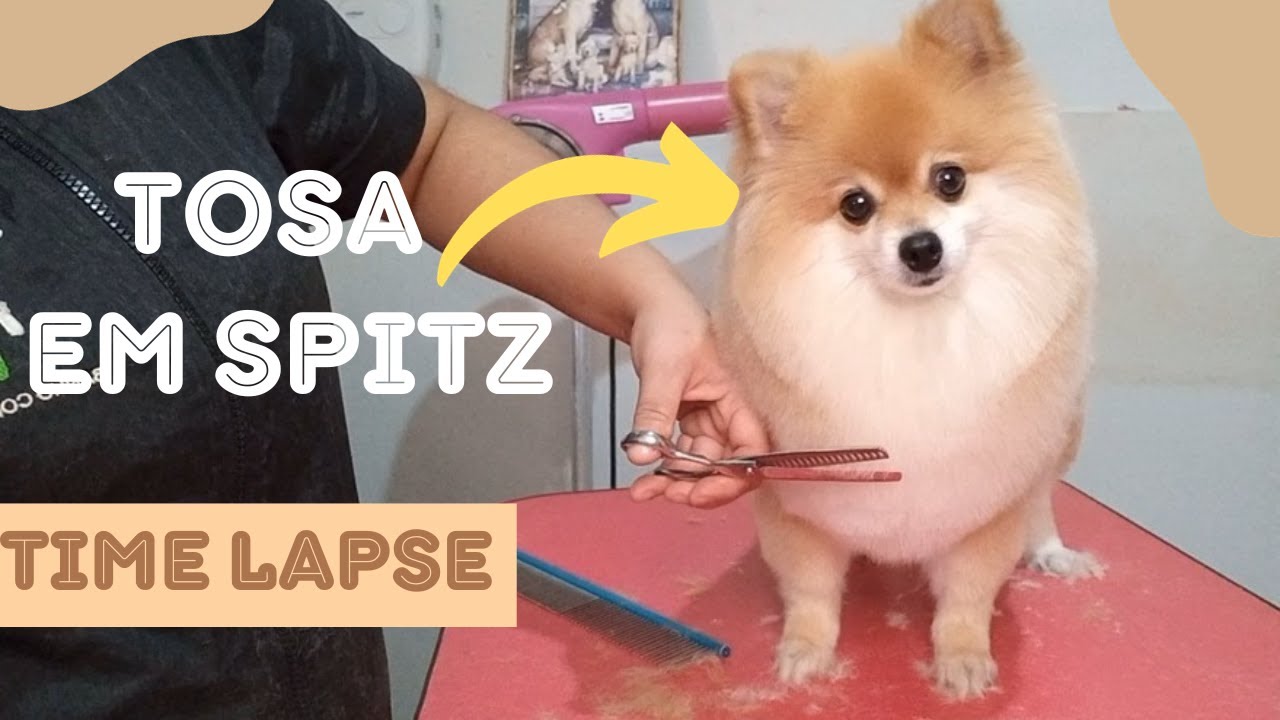 Tosa em sptiz Alemão Lulu da Pomerania luluzinho - YouTube