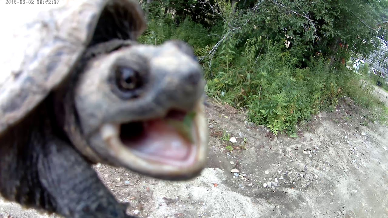3rd snapping turtle from pond clean out mean one - YouTube