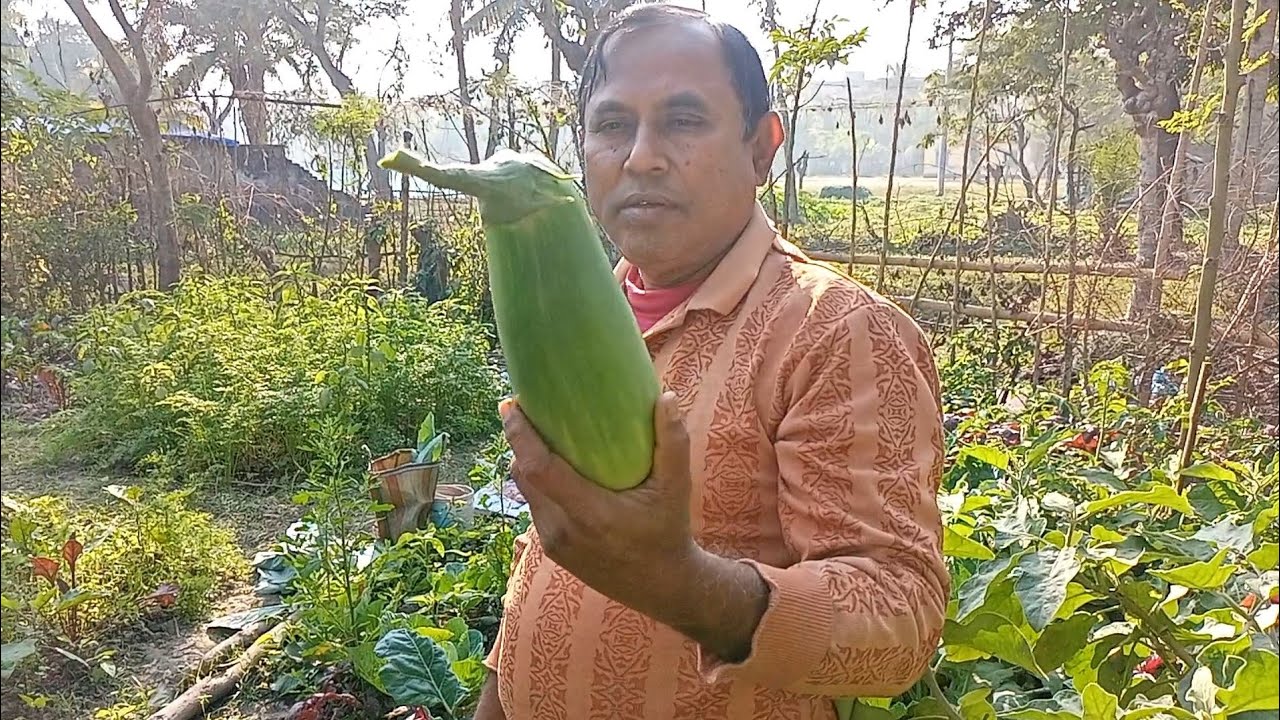 এতো বড় বেগুন টা পচে গেলো - পীযুষ মল্লিক - Pijush Mallick | Farming in Bangladesh 2023 - YouTube