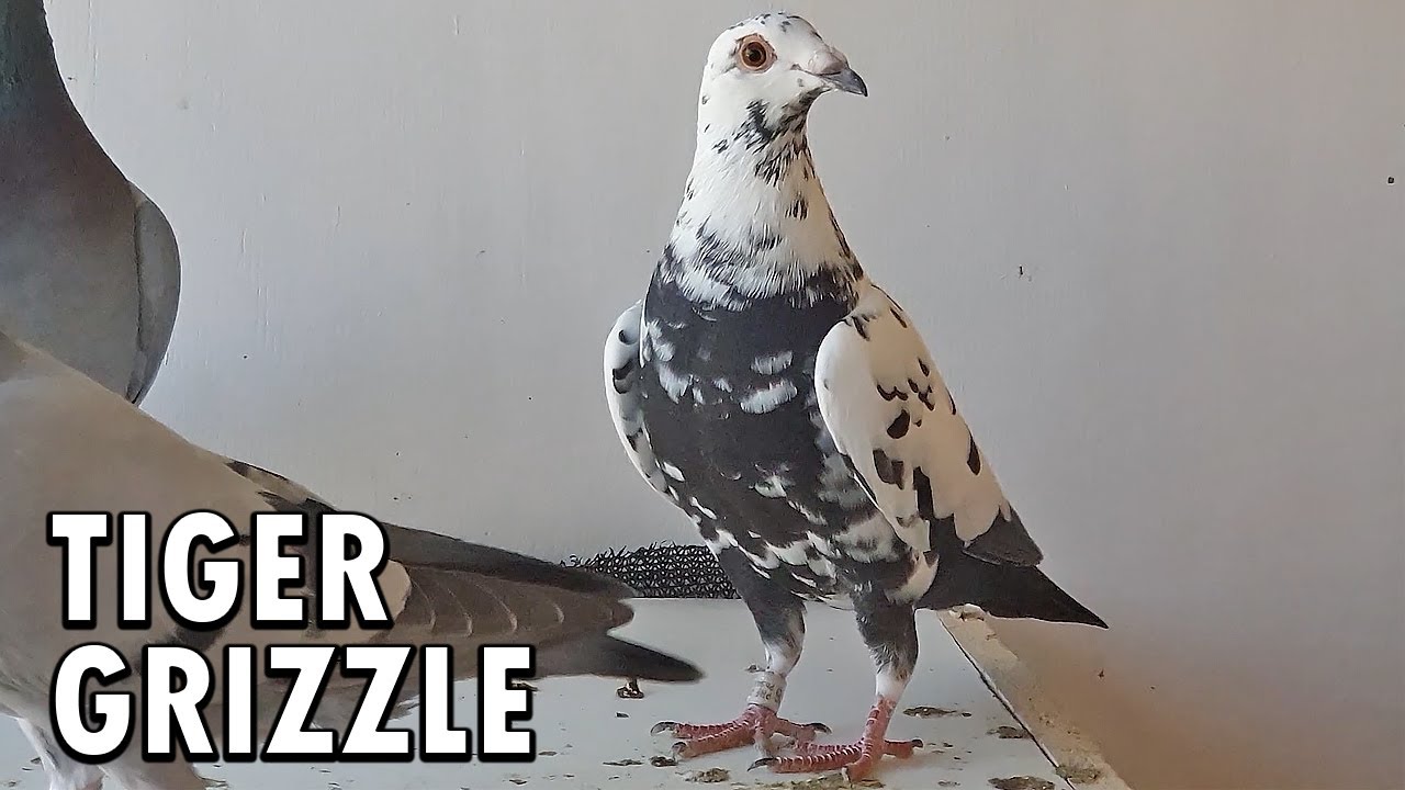 Naming My Tiger Grizzle Pigeon - YouTube