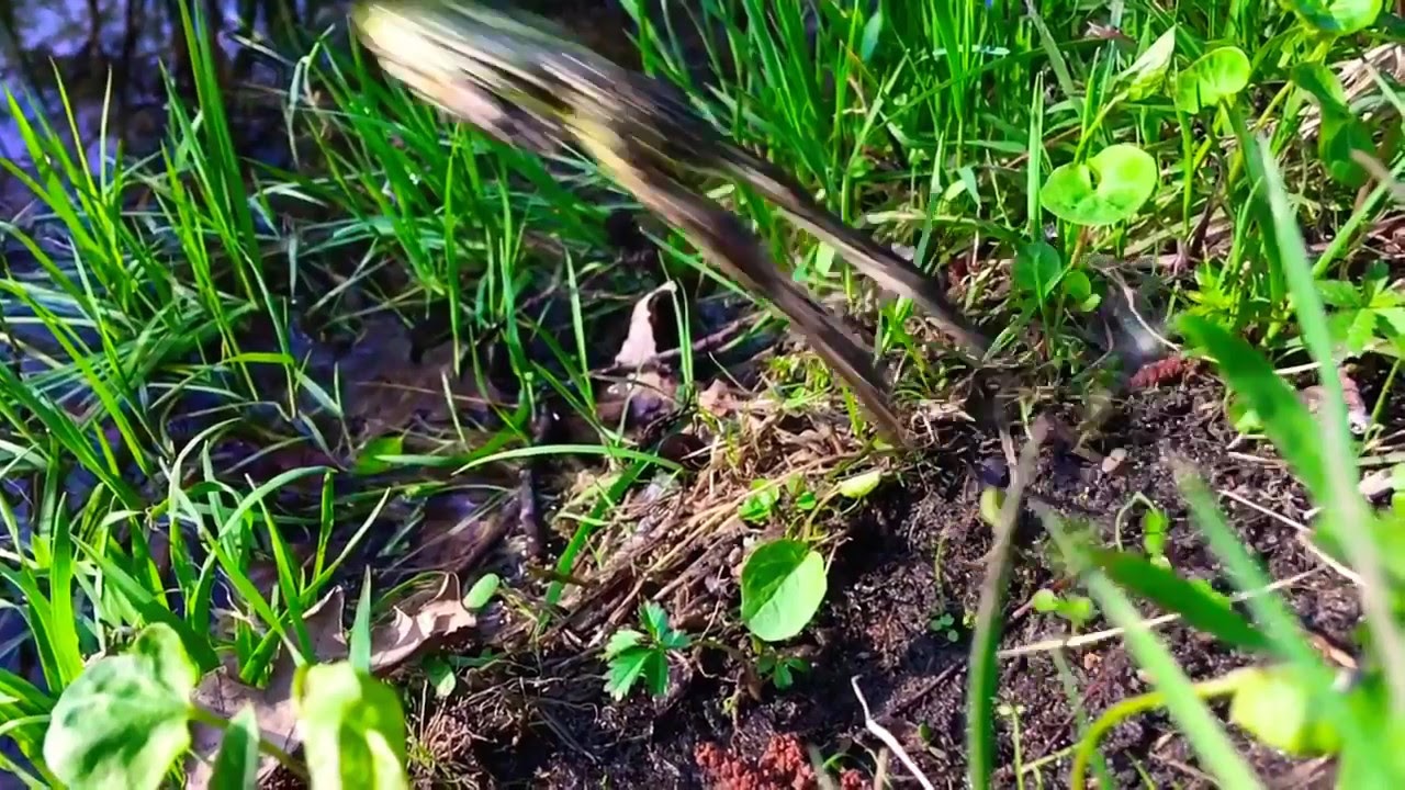 Frogs jumping into water slow motion - YouTube