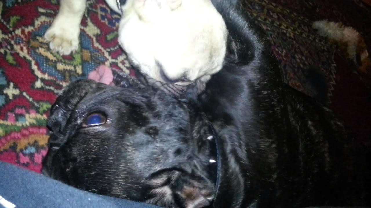 BLOODY DOG FIGHT! RATED-R! VIOLENCE! GORE! NSFW! - YouTube