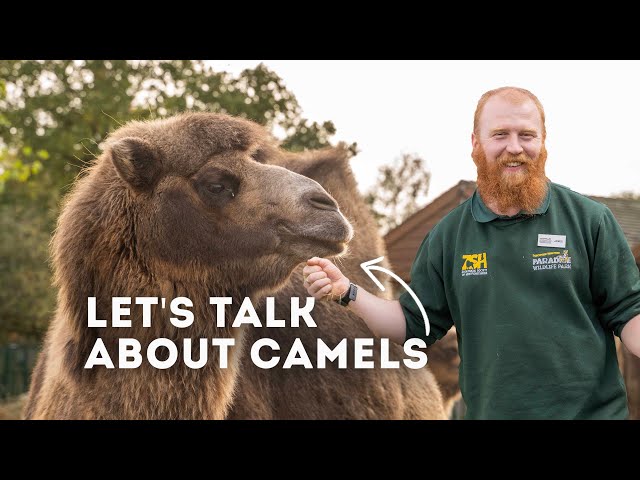 Wild Animals Camel