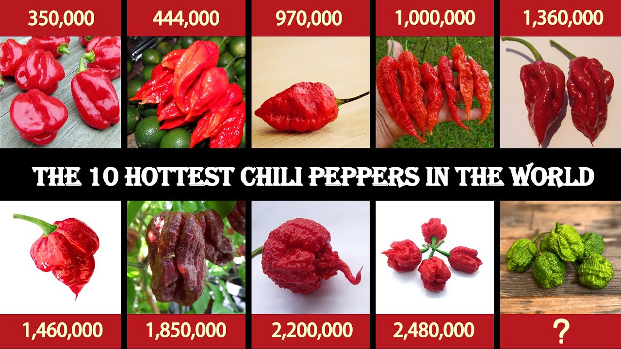 The 10 Hottest Chili Peppers in the World - Can You Handle It? - YouTube