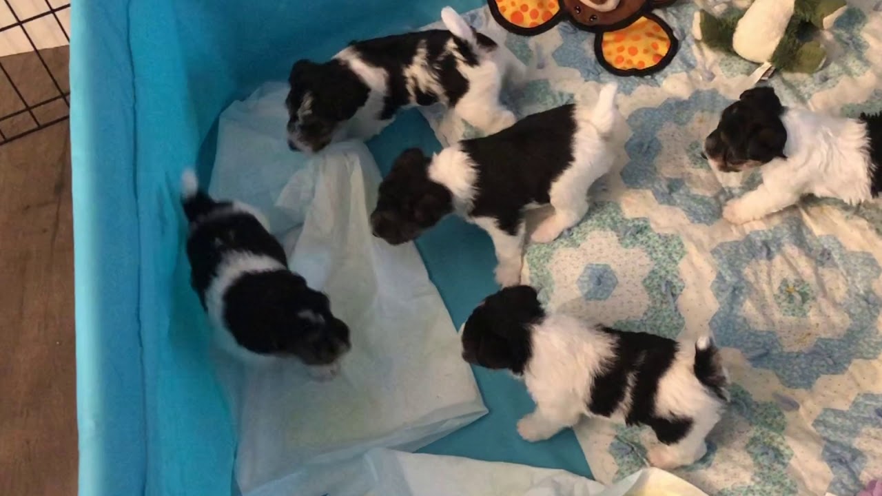 4 Week Old Wire Fox Terrier Pups Playing - YouTube