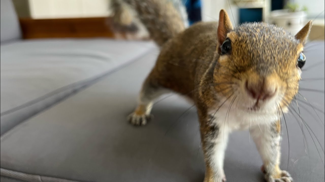 Feeding my squirrel friend pecans - YouTube