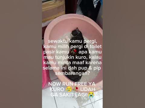 Run free kuro 🥀🥀 udah ga sakit lagi #sad #catlover #petlovers #cats - YouTube