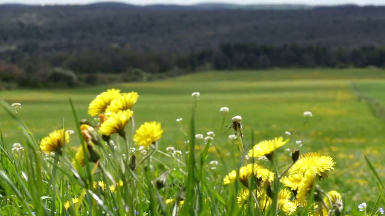Prairie Permanente - YouTube
