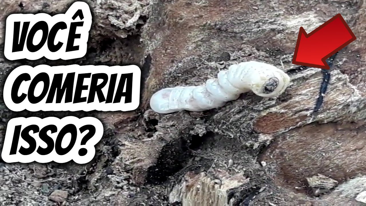 Imagens do bicho-de-pau-podre se alimentando de madeira em decomposição ...