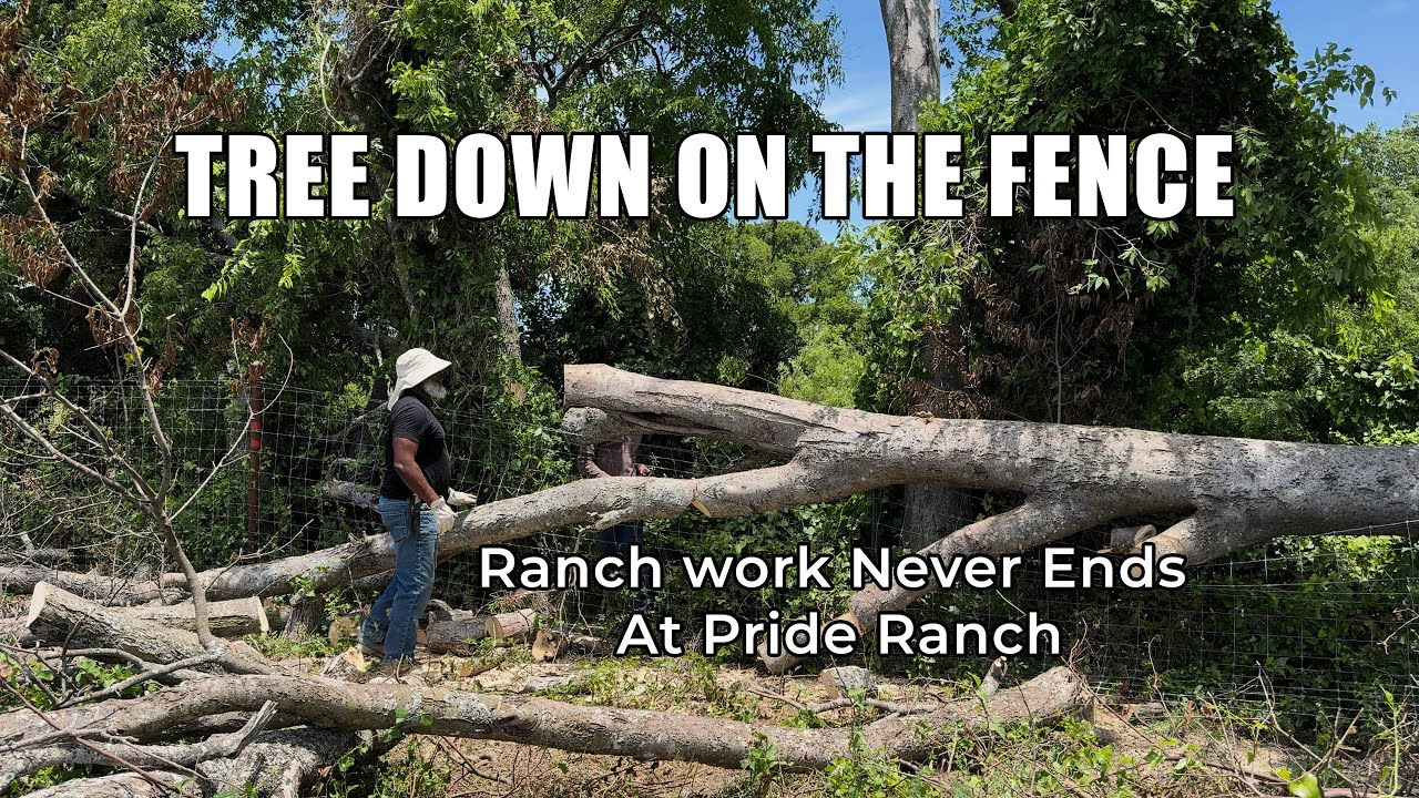 Tree Down on the Fence - Ranch Work Never Ends at Pride Ranch - YouTube