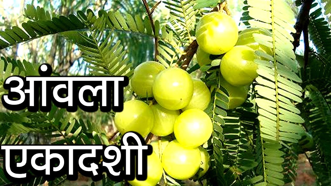 आंवला एकादशी | Amalaki Ekadashi Vrat Katha | Aanwla Ekadashi Vrat ...