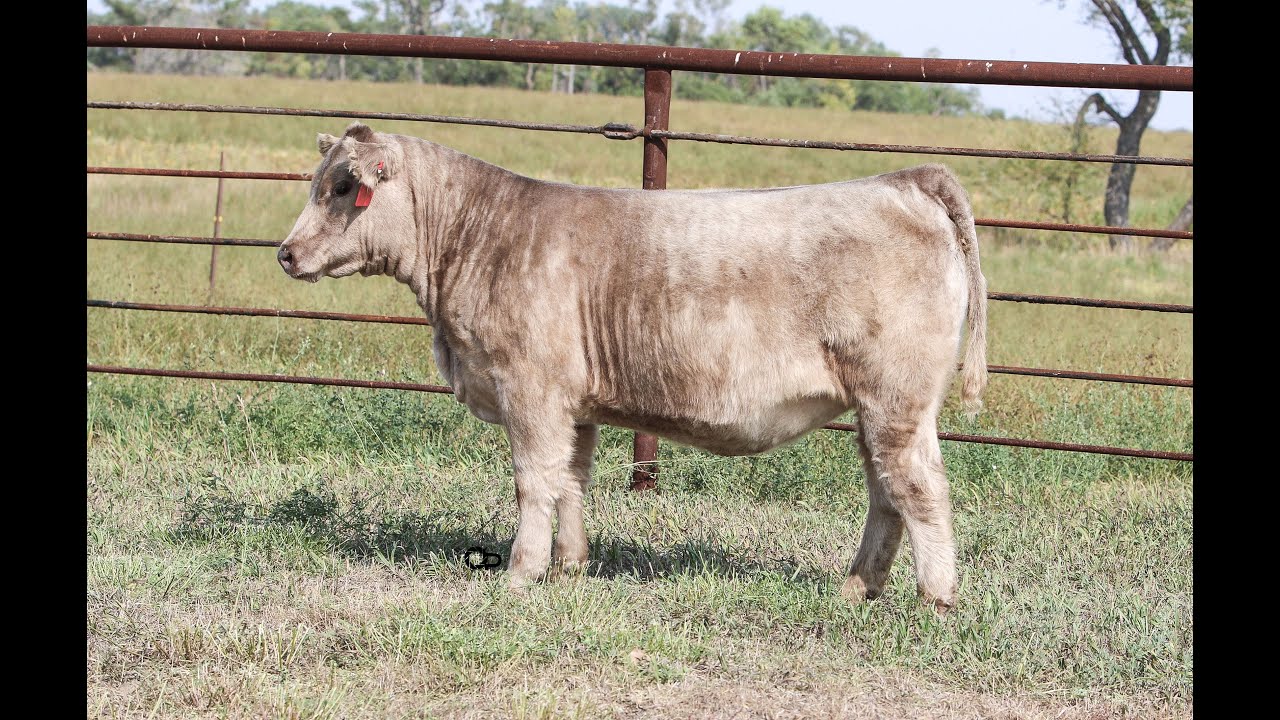 Krantz Club Calves Annual Fall Sale // Lot 24 - YouTube