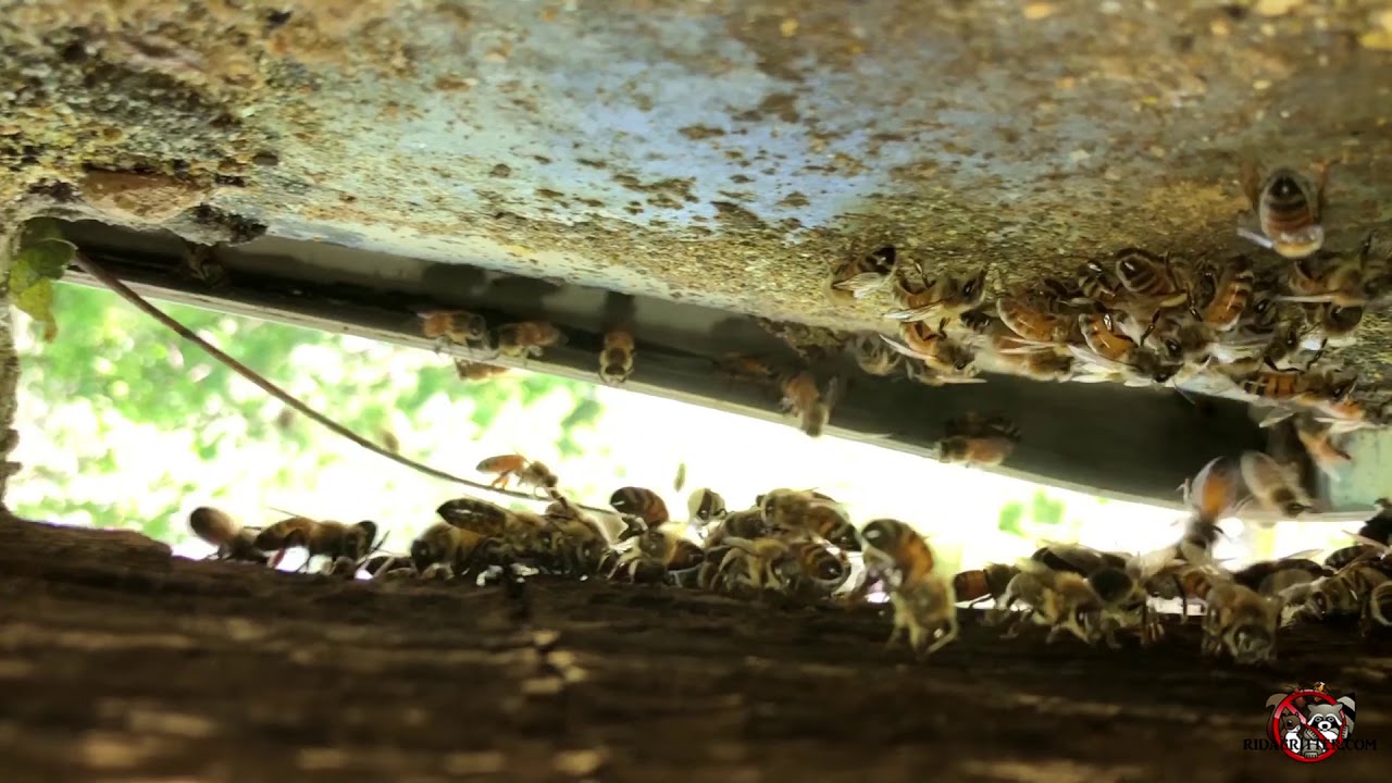 Honey Bees in a Roof Void in Birmingham, Alabama - YouTube