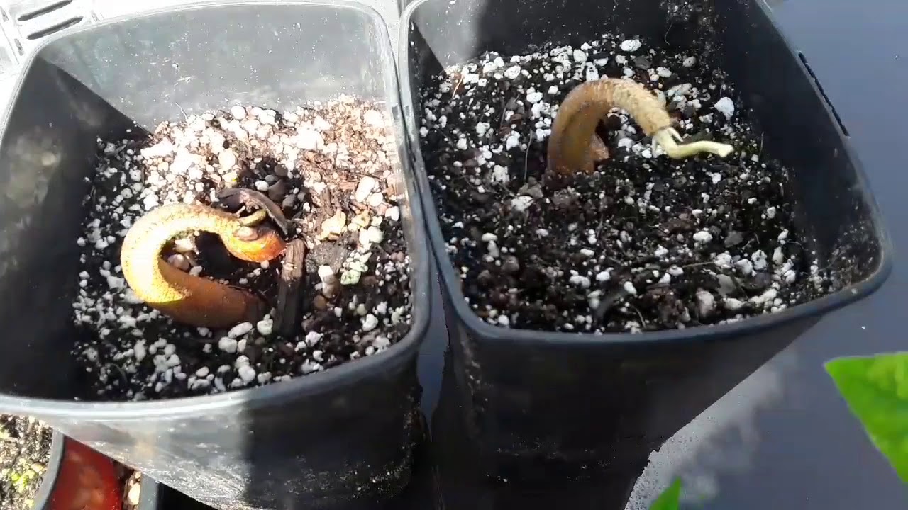 Tropical fruit seed germination update after 3 weeks - YouTube